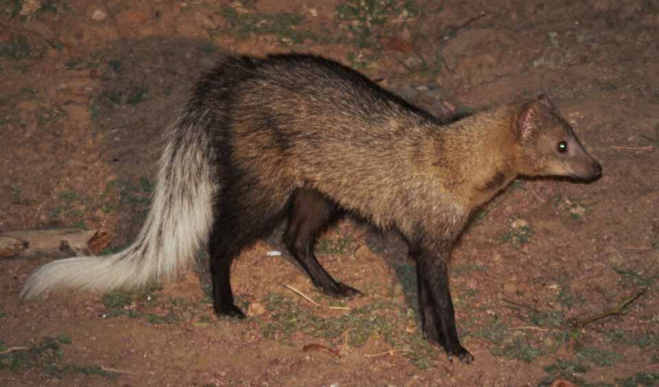 White-tailed mongoose facts, distribution & population | BioDB